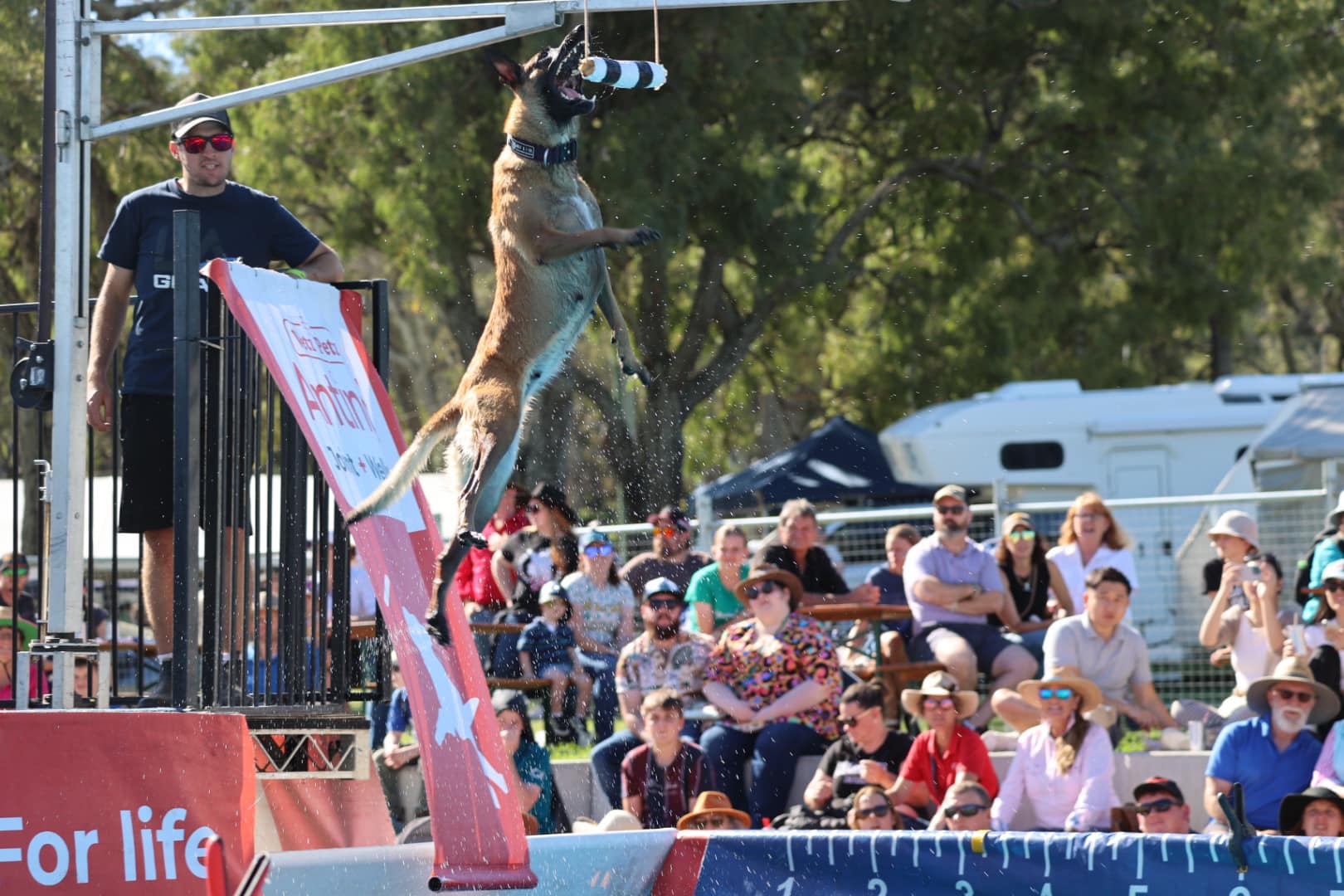 Make a splash! All you need to know about Dock Diving for dogs | The D ...