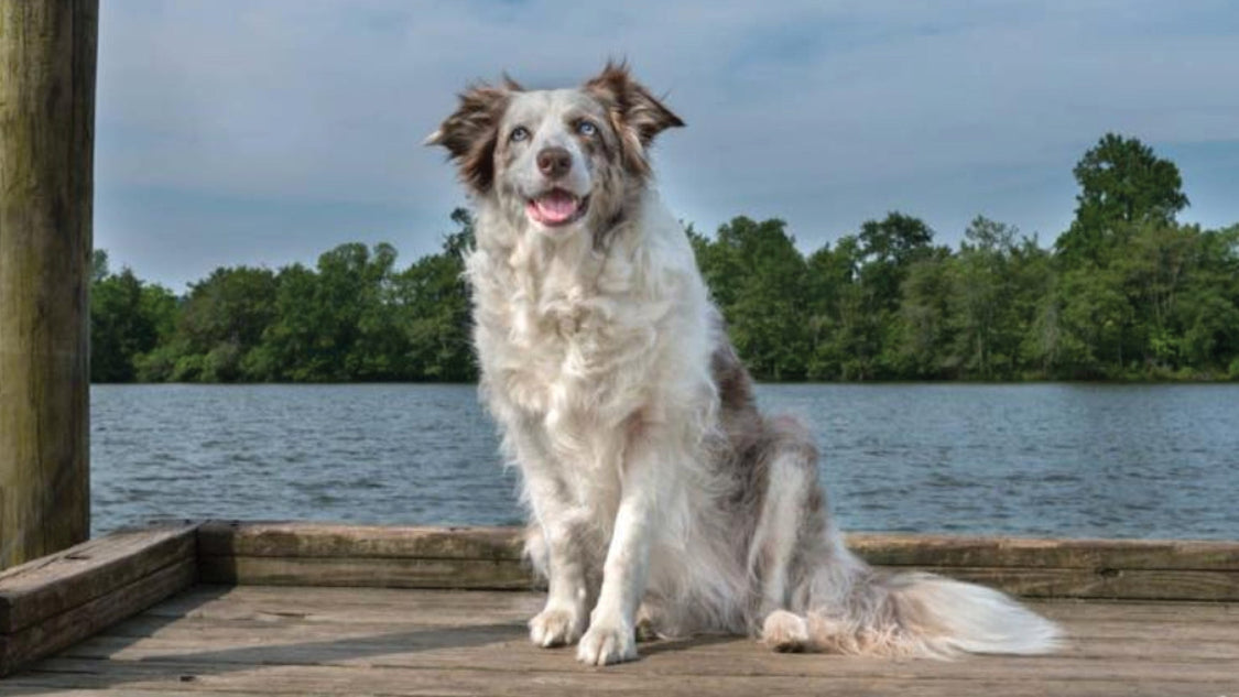 New to Antinol – Antinol Australia