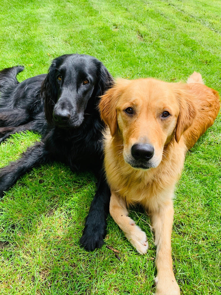 New to Antinol – Antinol Australia