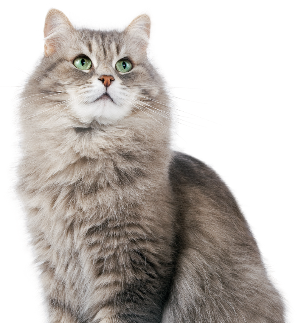 Antinol®️ Plus for Cats | Antinol Australia